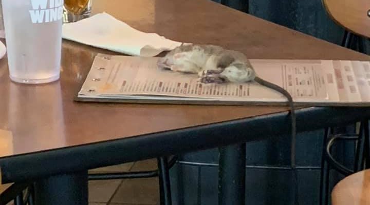 Le cae una rata muerta del techo de un restaurante • La Ley 107.9 FM